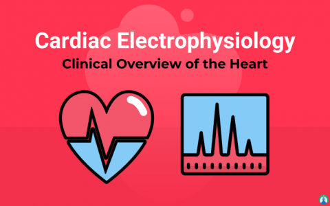 Cardiac Electrophysiology: Clinical Overview of the Heart