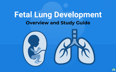 Fetal Lung Development Stages and Phases: Overview and Study Guide
