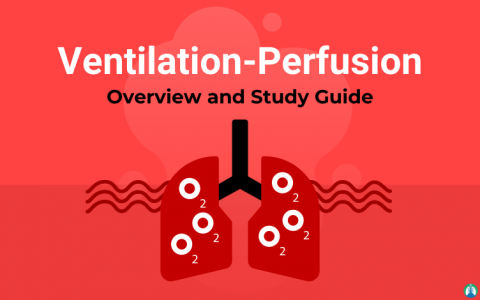 What is the Ventilation-Perfusion Ratio? (V/Q Mismatch Overview)