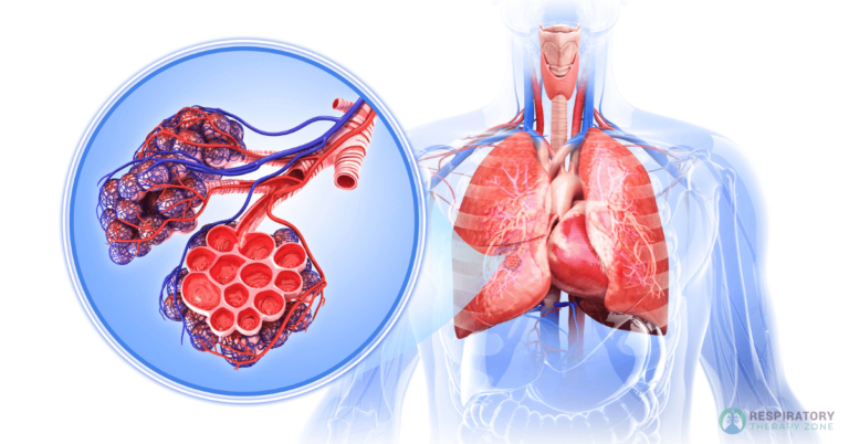 Alveolar Ventilation: Overview and Practice Questions (2023)
