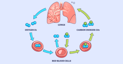 Gas Exchange: Overview and Practice Questions (2026)