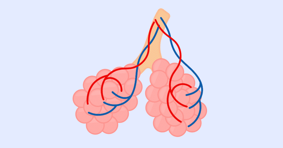 Gas Exchange: Overview and Practice Questions