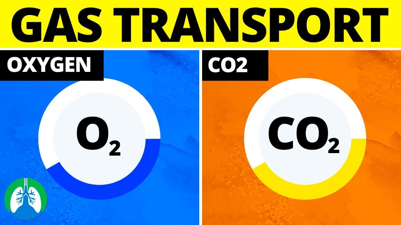 Oxygen And Carbon Dioxide Transport