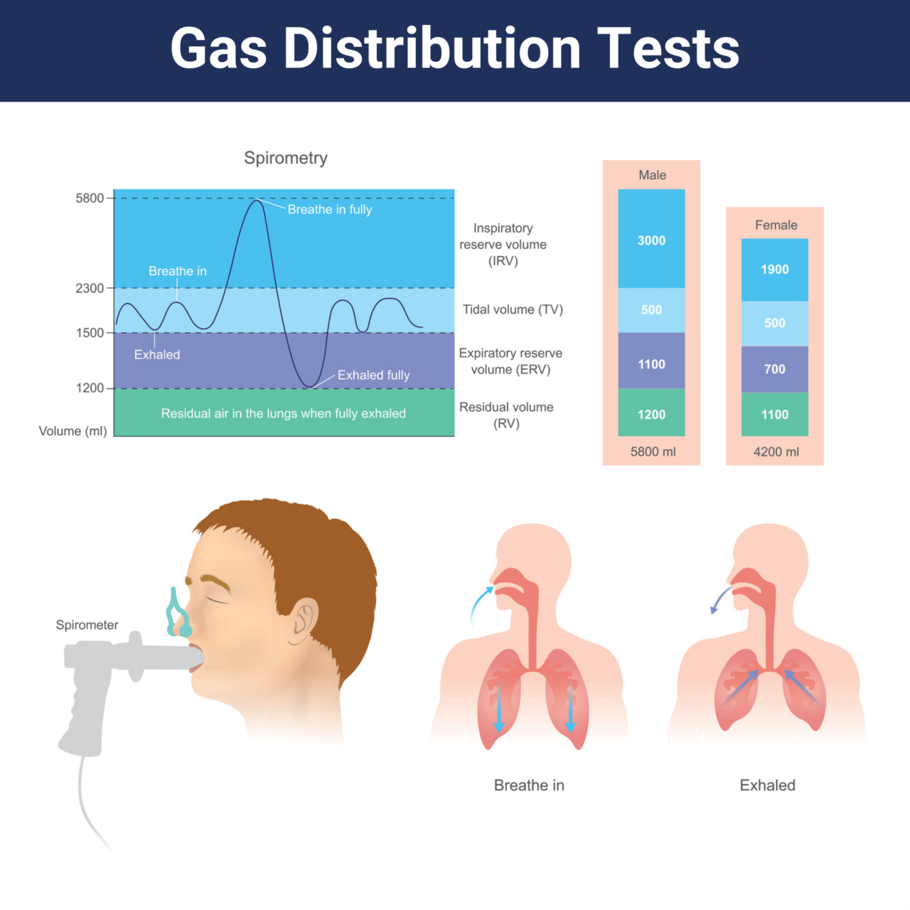 Gas Distribution Tests and Lung Volumes (2025)