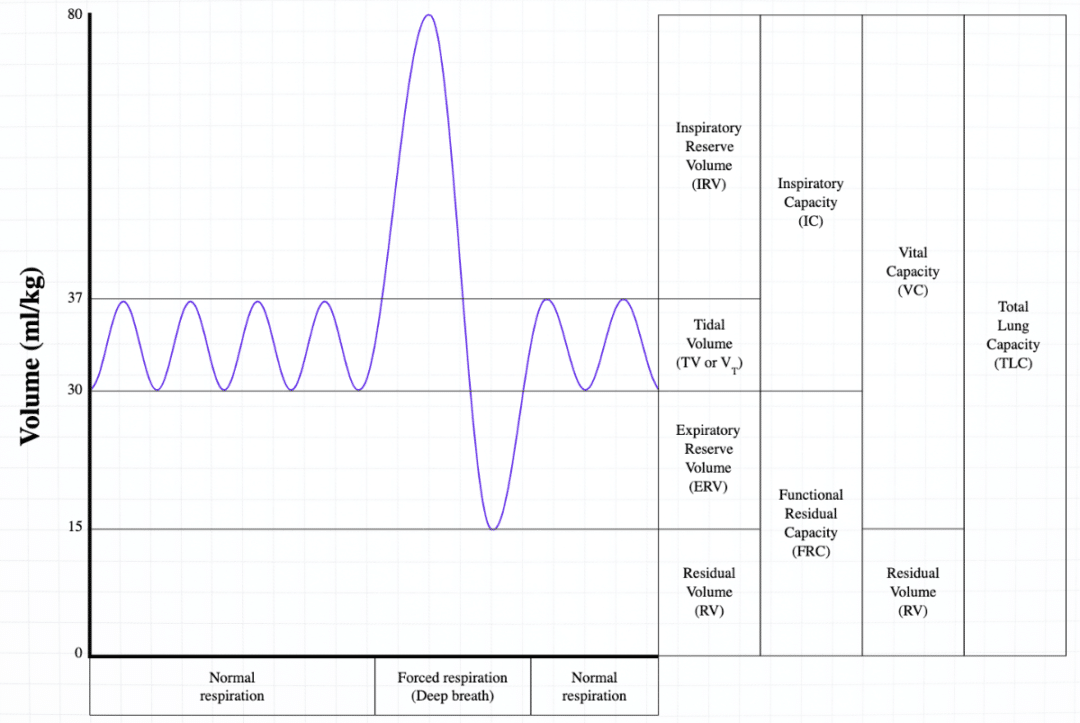 Gas Distribution Tests and Lung Volumes (2023)