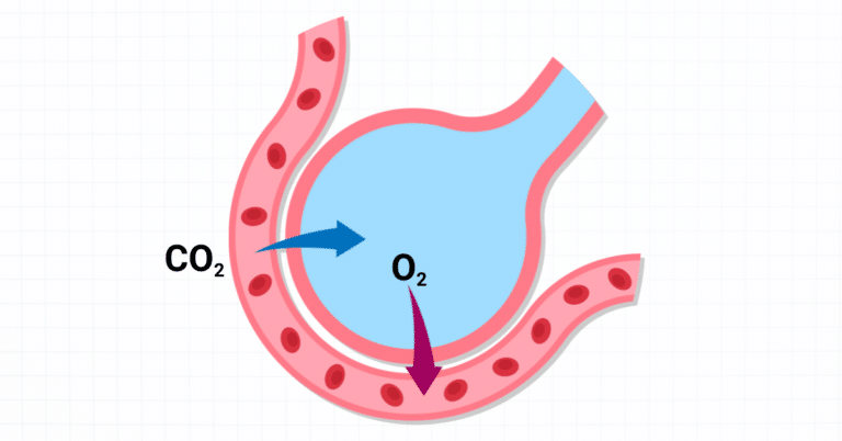 Pulmonary Diffusion: Overview and Practice Questions (2023)