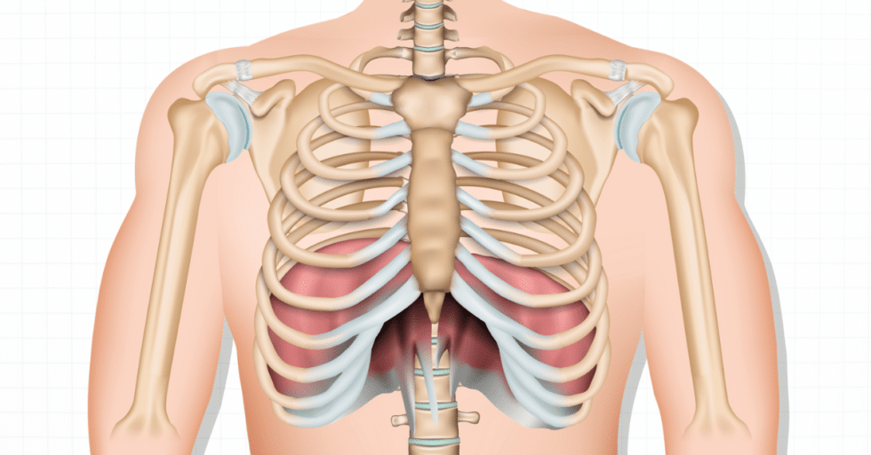 What Holds the Lungs to the Thorax Wall? (2026)