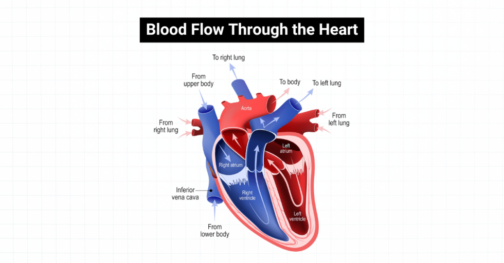 Cardiovascular System: Overview and Practice Questions