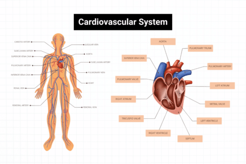 Cardiovascular System: Overview and Practice Questions