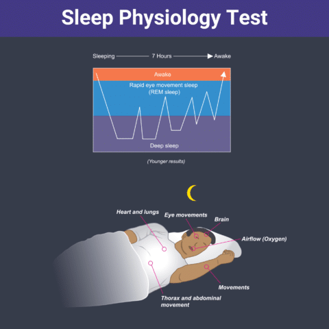 Sleep Physiology: Overview and Practice Questions