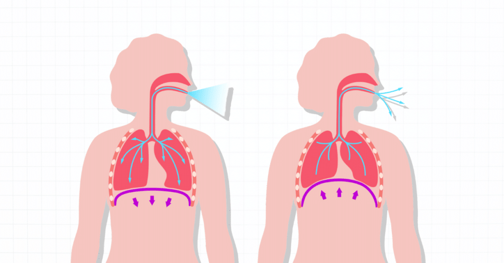 The 7+ Breathing Reflexes of the Human Body (2025)