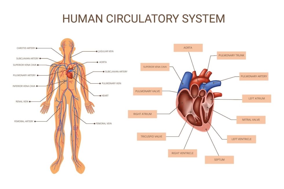 Cardiopulmonary Anatomy and Physiology: An Overview (2026)