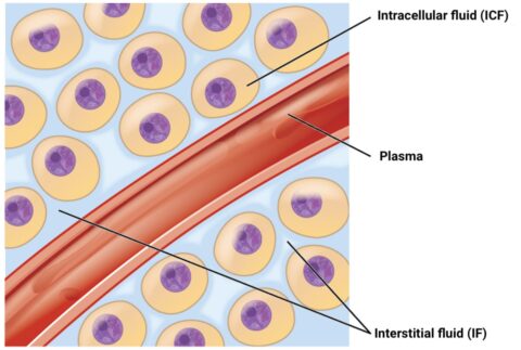 Interstitial Fluid vs. Extracellular Fluid: Overview (2026)