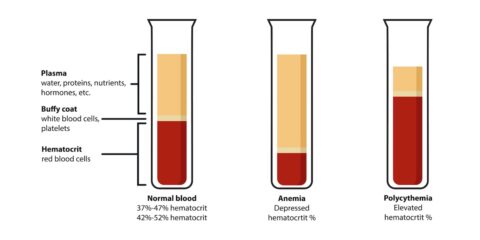The 9+ Best Ways to Increase Hematocrit Levels (2025)