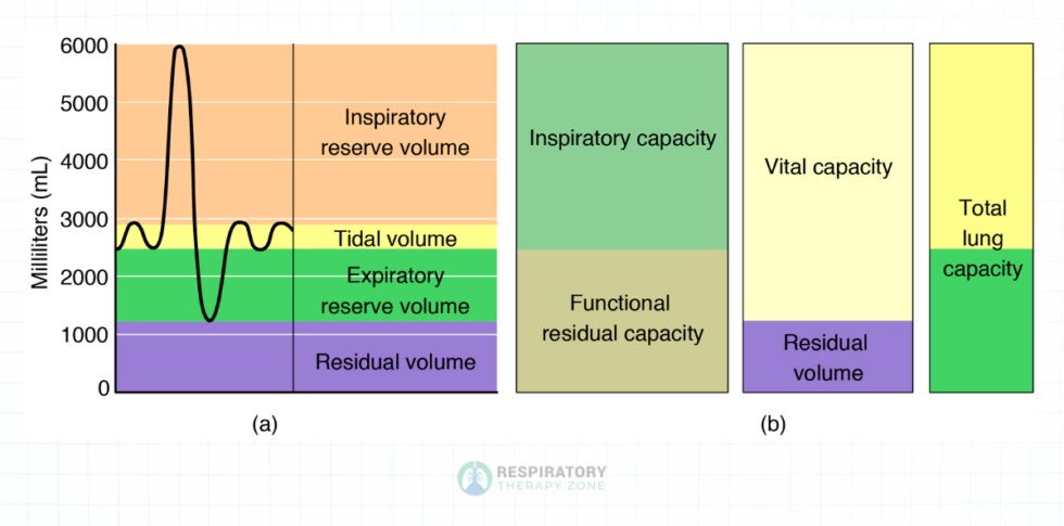 The 13+ Best Ways to Increase Lung Capacity (2025)