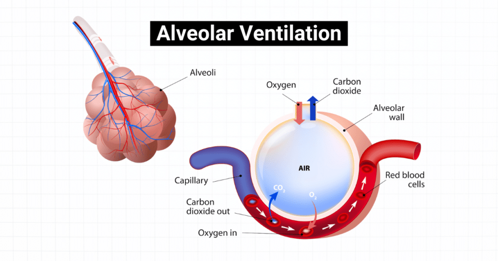 Alveolar Ventilation: Overview and Practice Questions (2025)