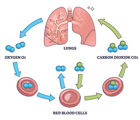 What Distinguishes Cellular from Pulmonary Respiration?