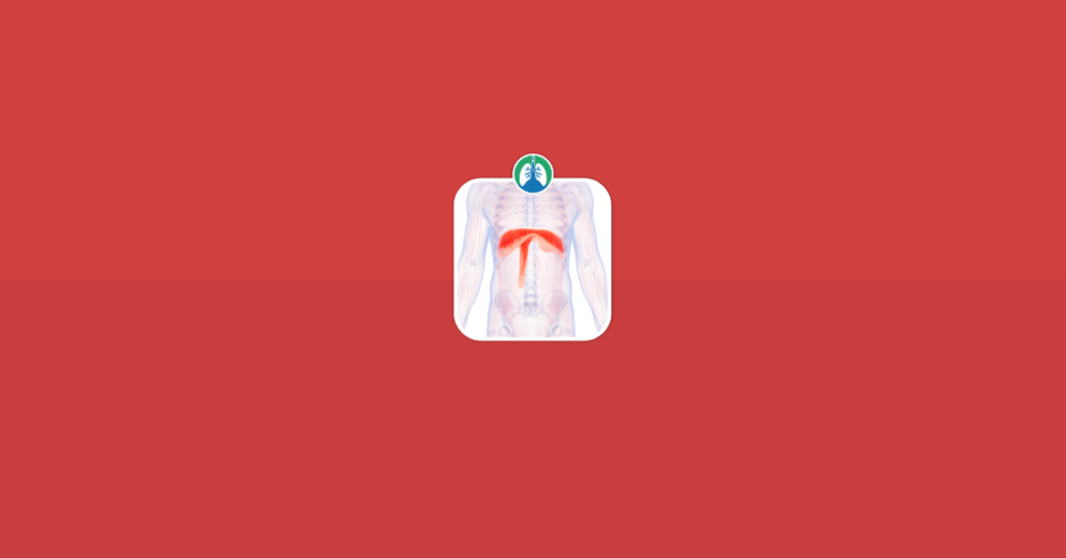 What are the Accessory Muscles of Breathing? (2024)