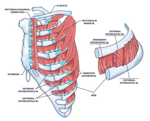 What are the Accessory Muscles of Breathing? (2025)