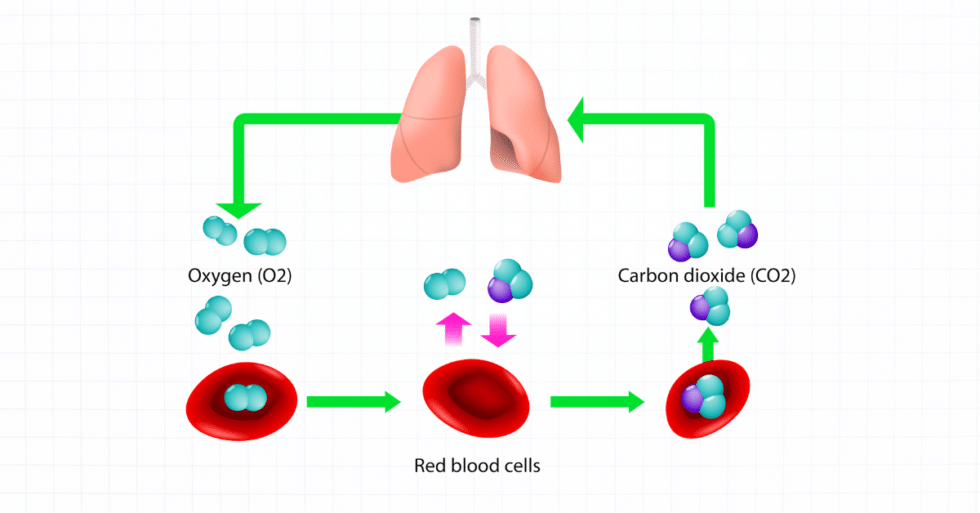 Transport of Oxygen and Carbon Dioxide in Blood (2025)