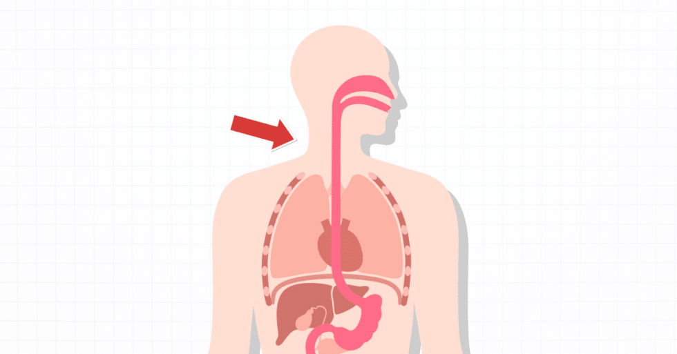 Trachea: Overview, Anatomy, and Function (2025)