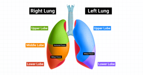 Lung Lobes and Fissures: An Overview (2025)
