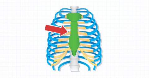 Sternal Rub: A Comprehensive Overview (2025)