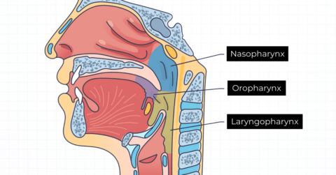 Pharynx: Location, Function, and Structure (2025)