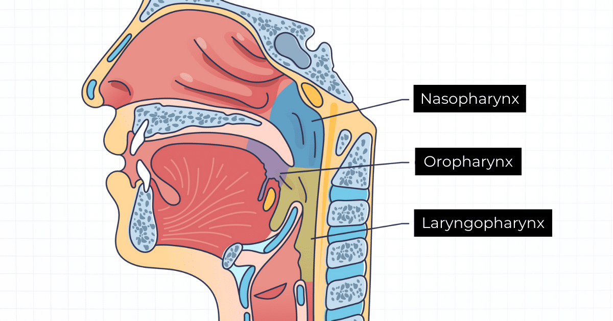 Pharynx Pronunciation Pharynx Pronunciation