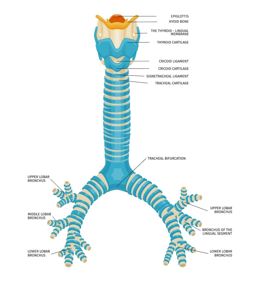 Trachea: Overview, Anatomy, and Function (2024)