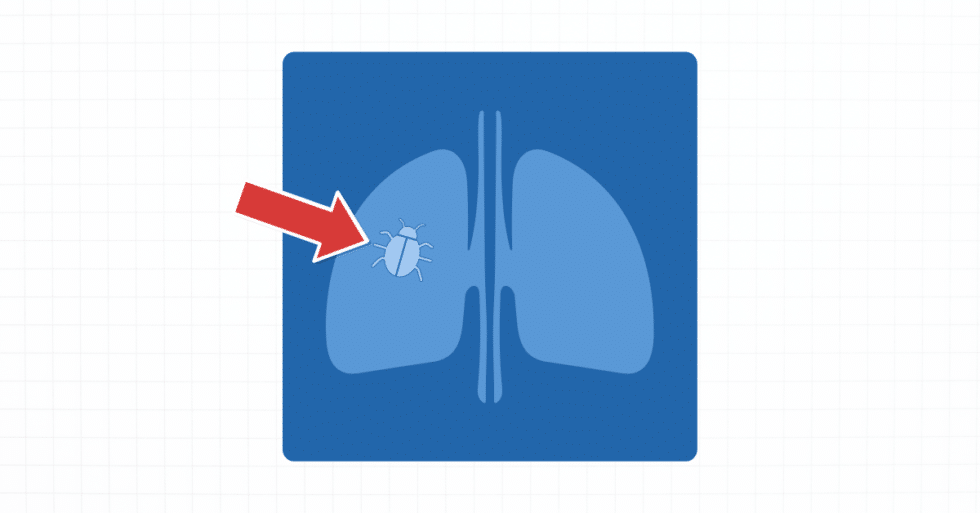 What Happens if You Inhale a Bug into Your Lungs? (2025)