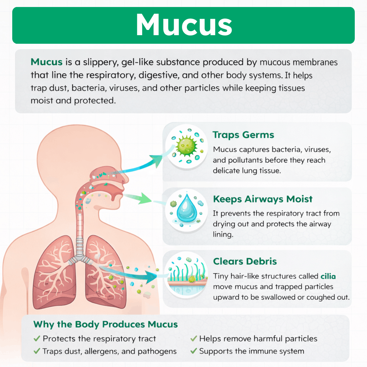 Mucus: Causes, Colors, Symptoms, and What It Means (2026)
