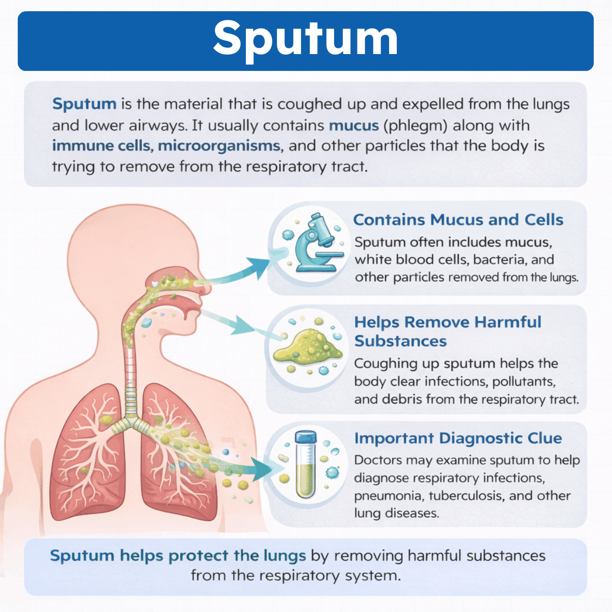 Sputum: Causes, Colors, Symptoms, and What It Means (2026)