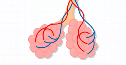 Alveoli: Overview and Practice Questions (2026)