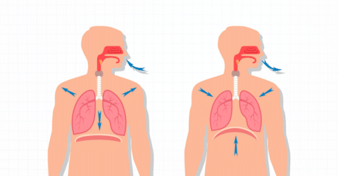 What Causes Air to Flow Into the Lungs? (2026)