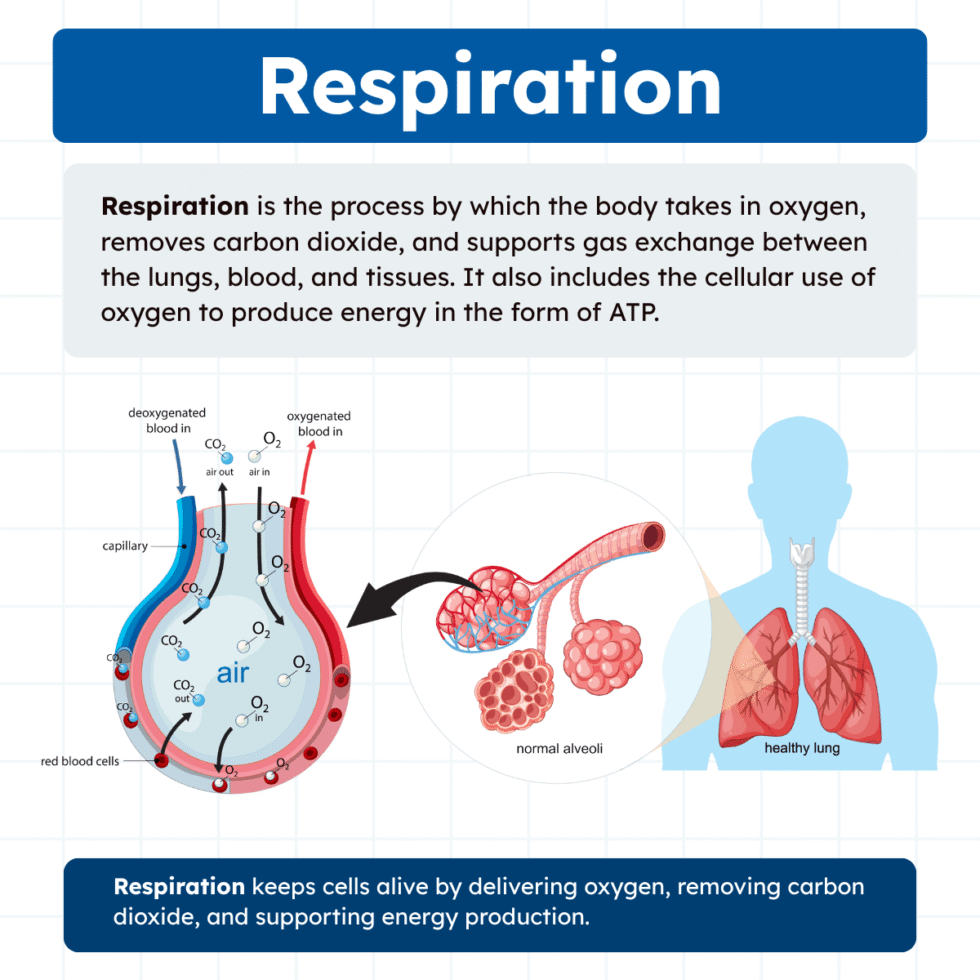 Respiration: Overview, Process, and Clinical Importance
