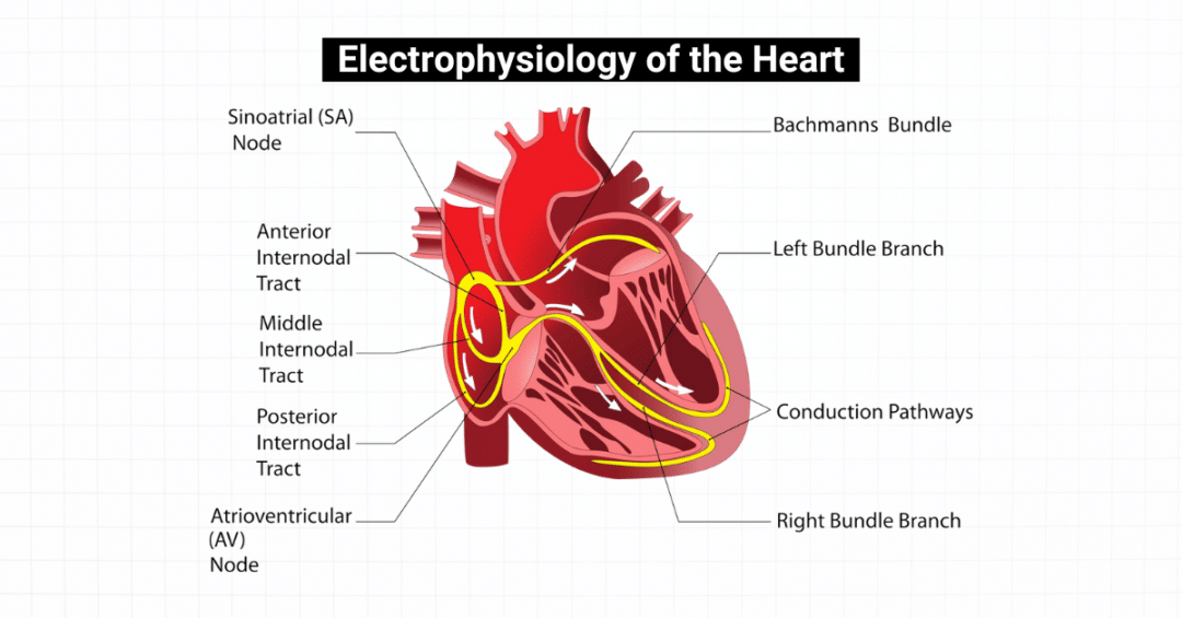EKG Interpretation: Overview and Practice Questions (2024)