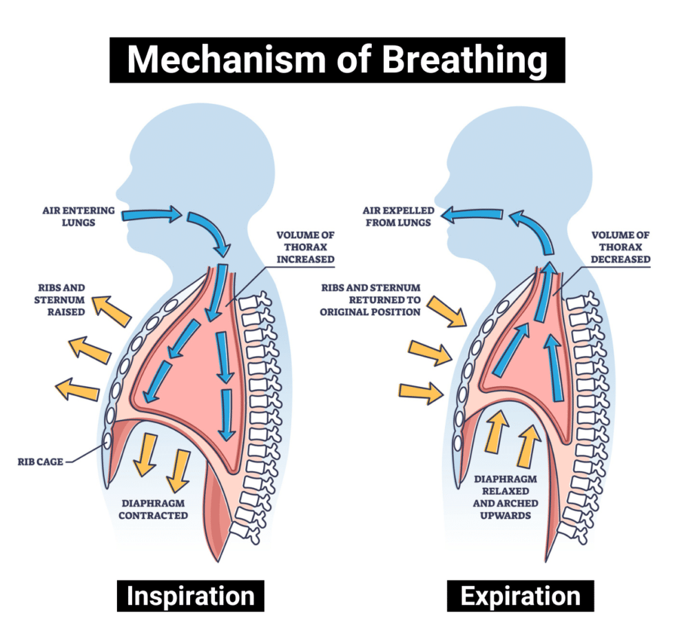 Normal Breathing and Respiration: An Overview (2025)