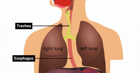 Trachea vs. Esophagus: What's the Difference? (2025)