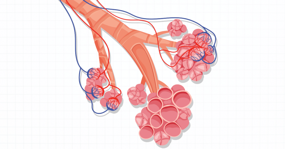Anatomy of the Tracheobronchial Tree: An Overview (2025)