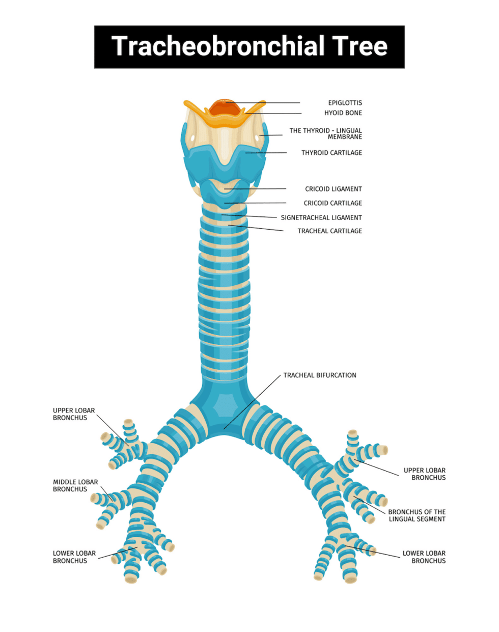Anatomy of the Tracheobronchial Tree: An Overview (2025)