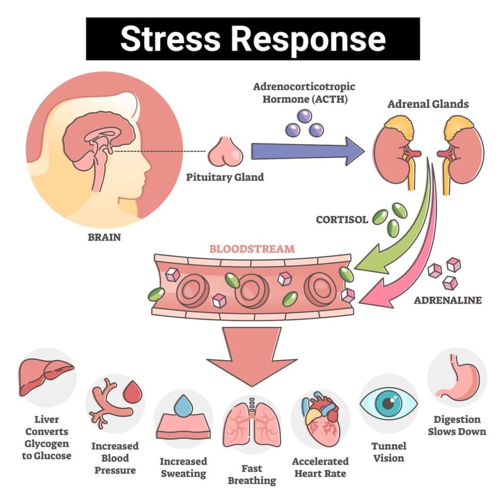 How Deep Breathing Reduces the Stress Response (2025)