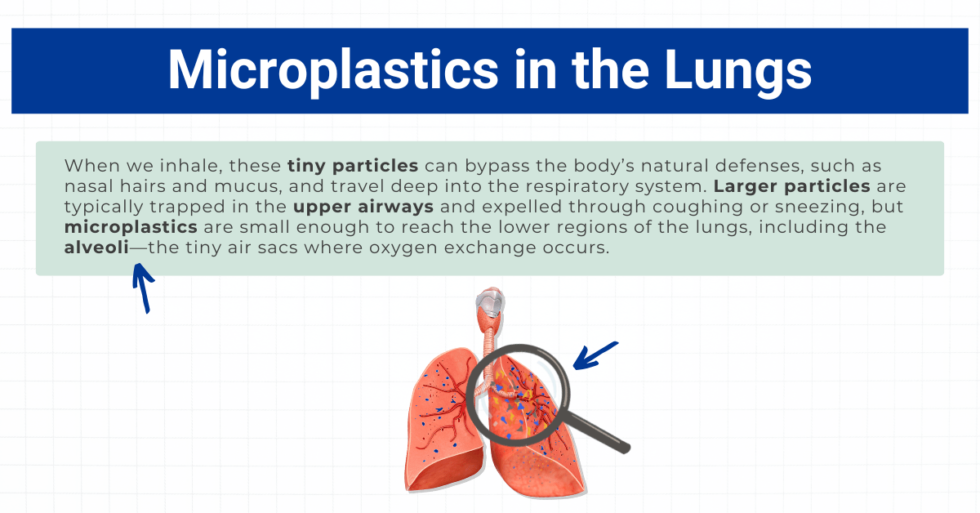 Microplastics in the Lungs: Risks and Protection Strategies