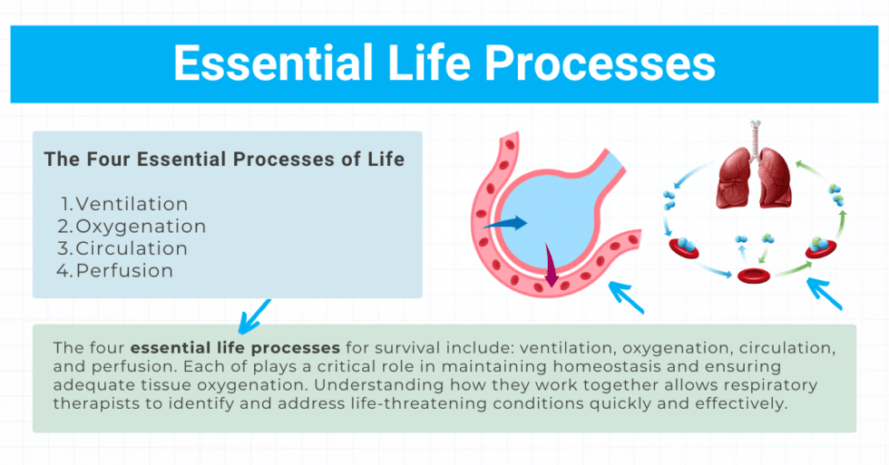 Patient Assessment: The 4 Essential Life Processes (2026)