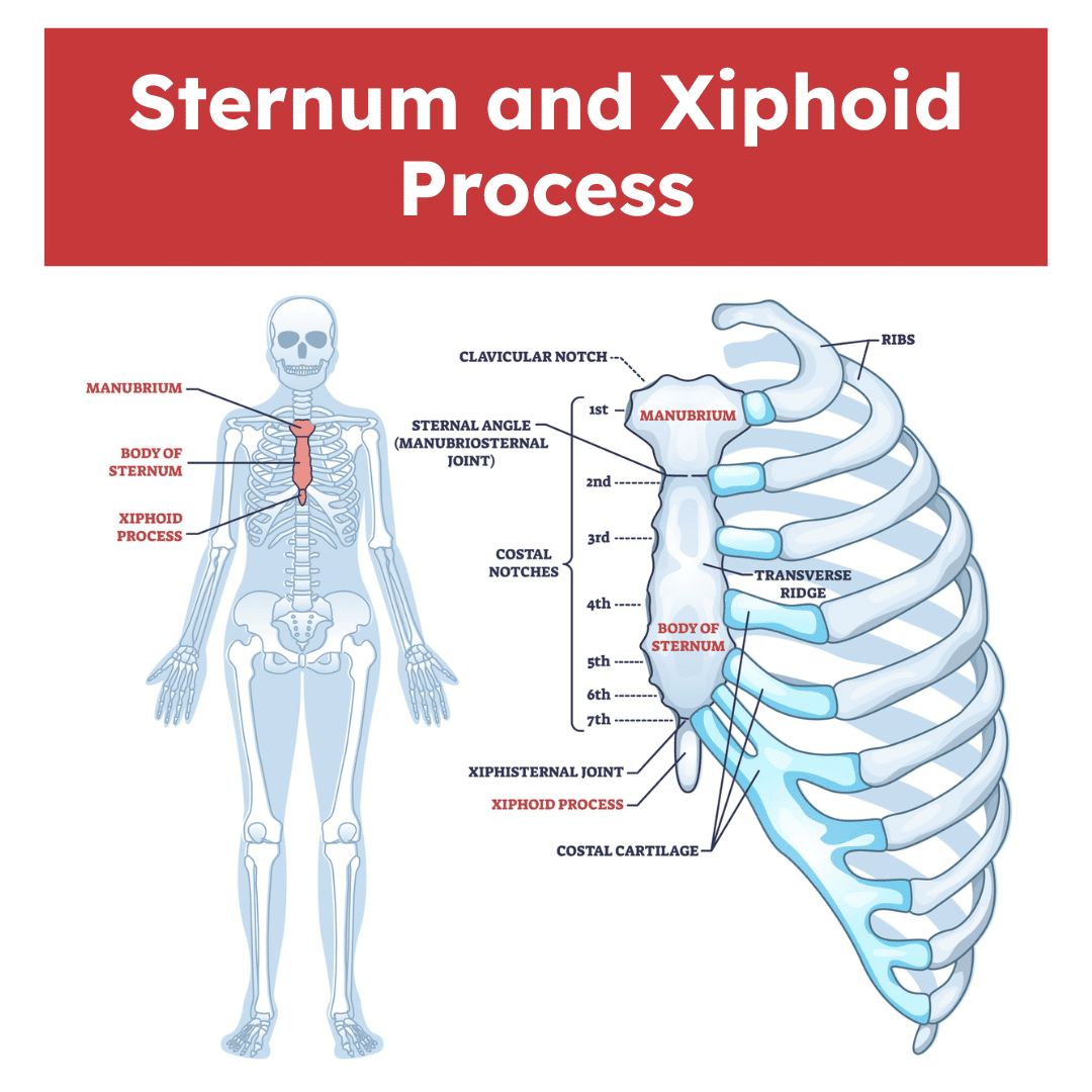 Xiphoid Process: Overview and Practice Questions (2025)