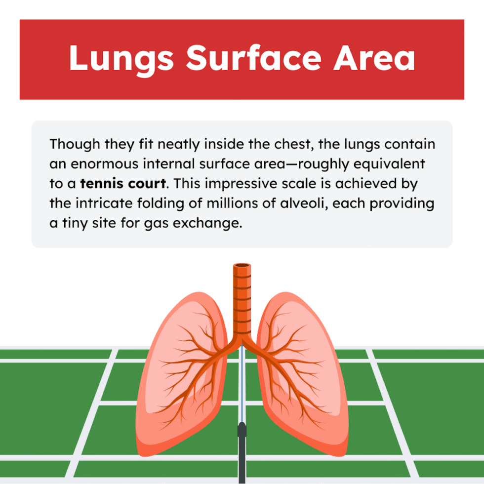 15 Interesting Facts About the Lungs and Respiratory System