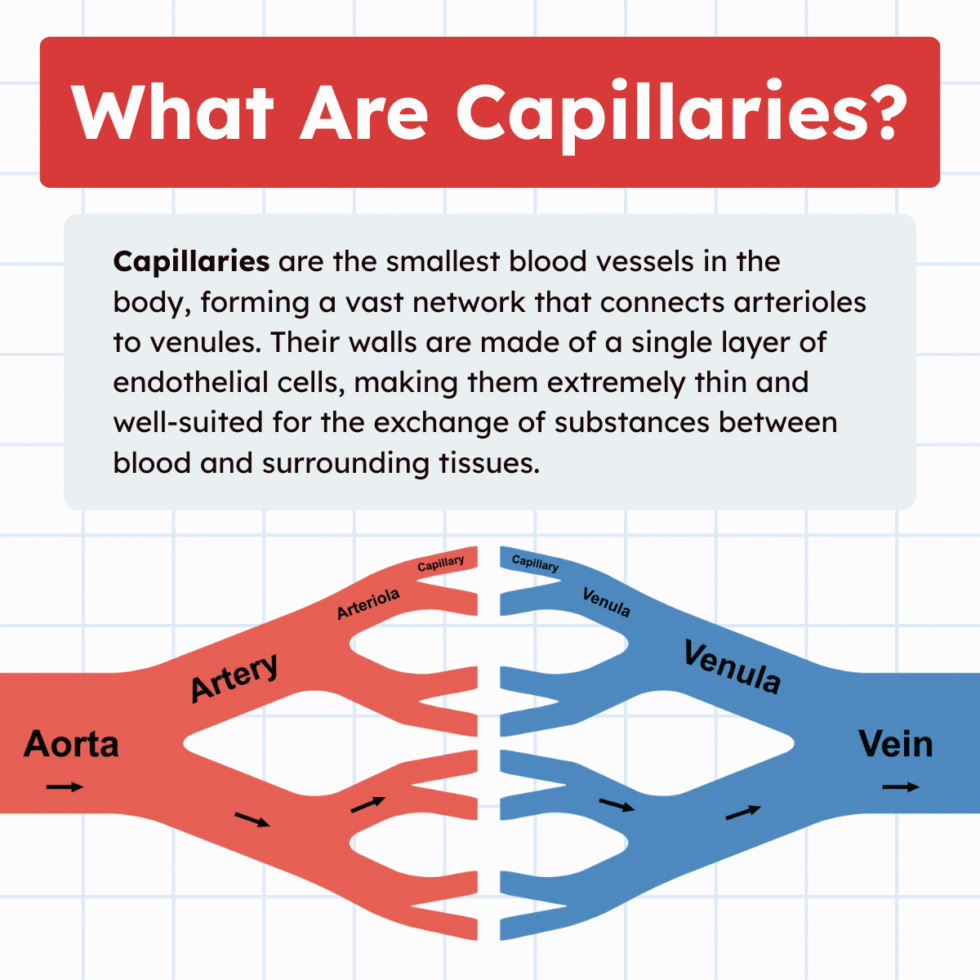 Capillaries: Overview and Practice Questions (2026)