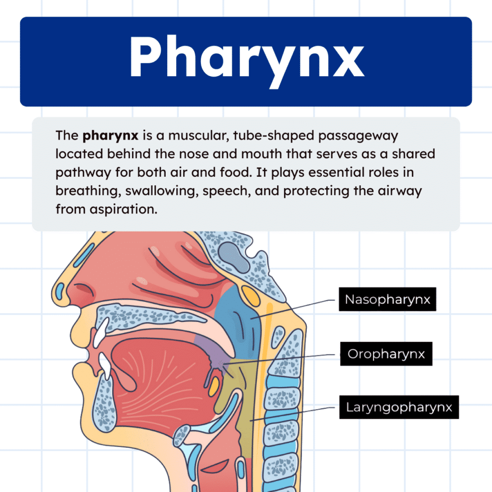 Pharynx: Overview and Practice Questions (2026)