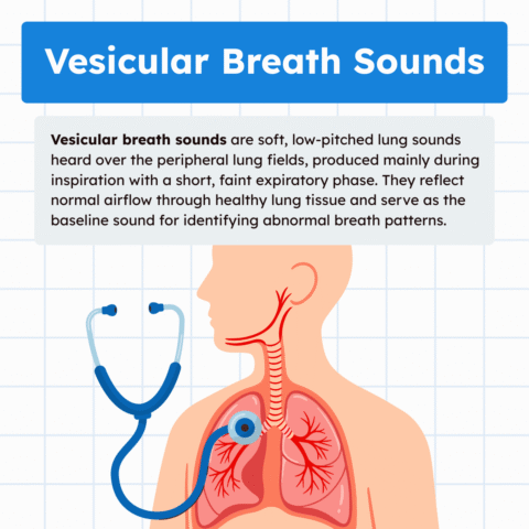 Vesicular Breath Sounds: Overview and Practice Questions