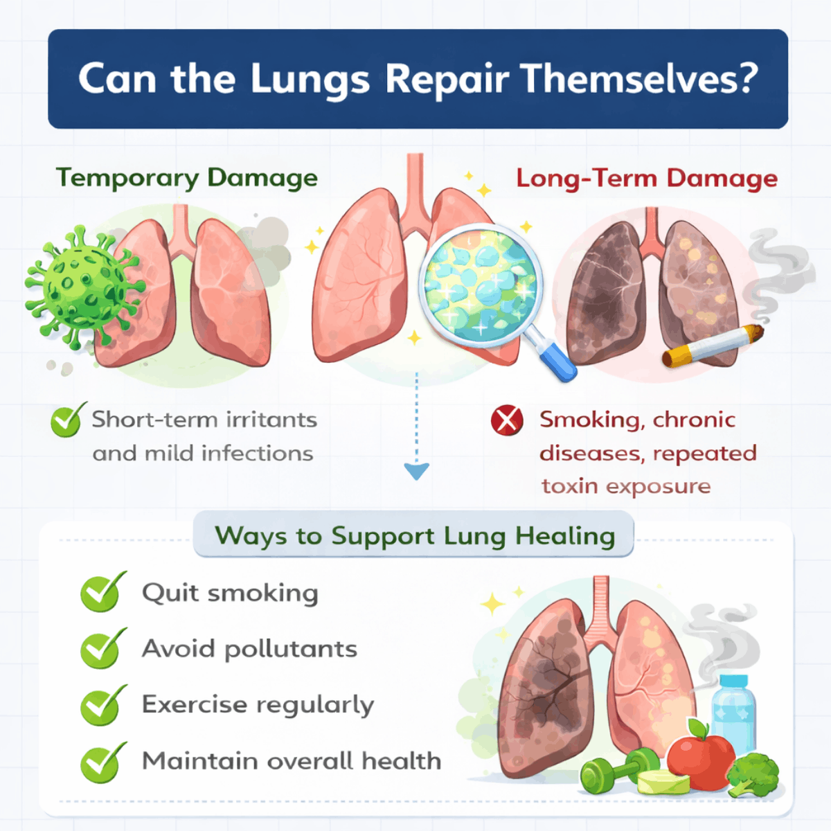Can the Lungs Repair Themselves? (2026)